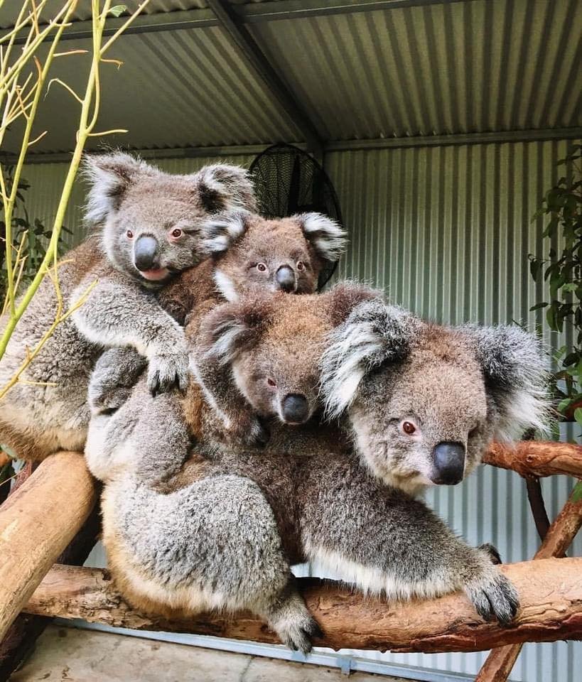 Exploring the Unique World of Koalas: Conservation, Life Cycle, and ...
